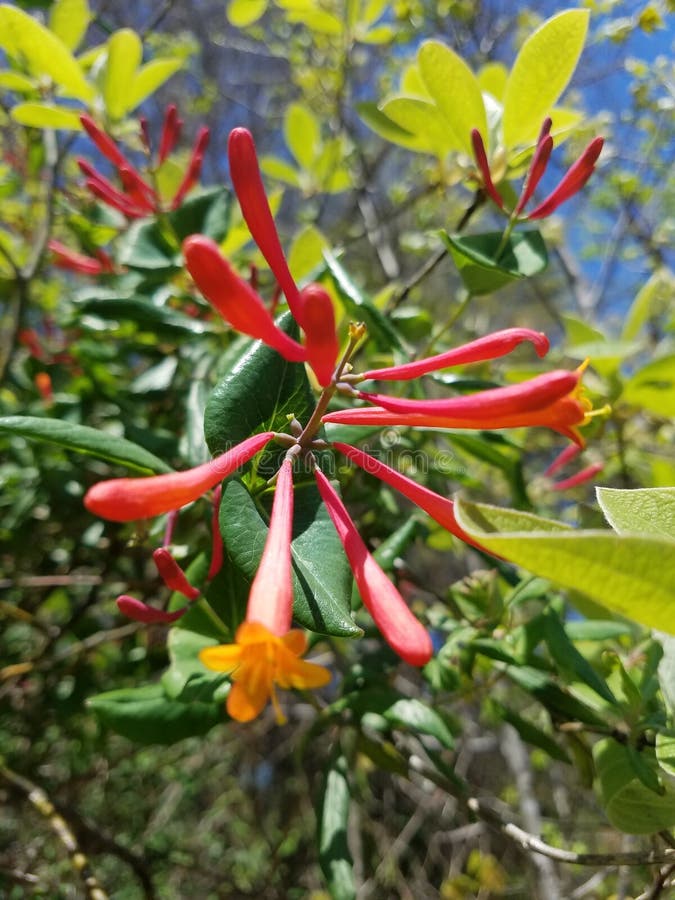 Orange and red flowers stock photo. Image of growing - 118409814