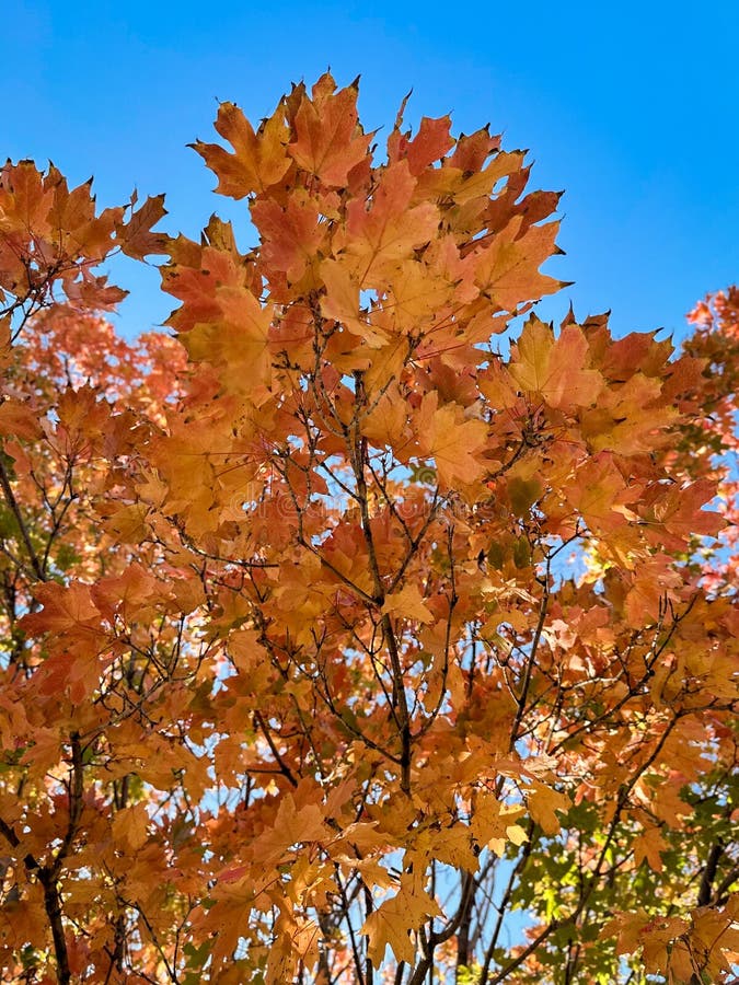 Orange Maple Tree Leaves in October on Clear Day Stock Photo - Image of ...