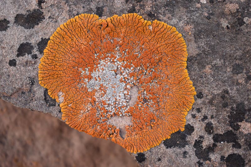 Orange and Red Lichen Growing on a Rock Stock Photo - Image of outer ...
