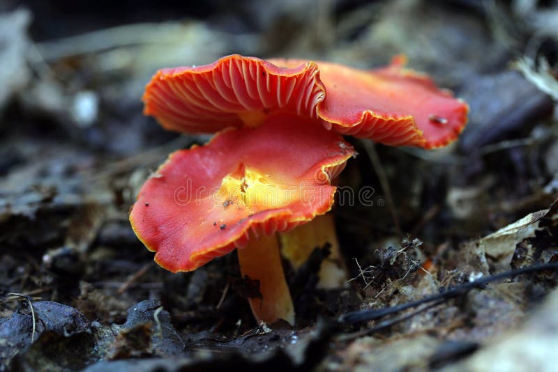 Ruffled Mushrooms at the Cuyahoga Valley National Park Stock Photo ...