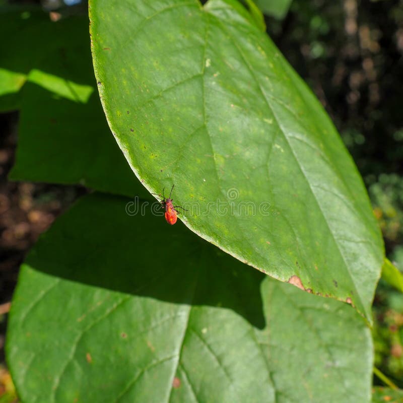 Boxelder Bug Nymph stock image. Image of insect, eyes - 200241343