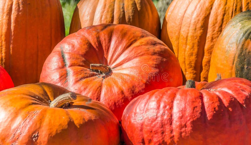 Orange and red pumpkins stock image. Image of pumpkins - 34257873