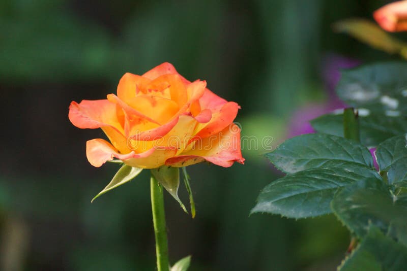 Orange Red Rose in the Summer Outdoors Stock Photo - Image of looks ...