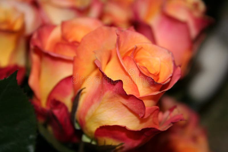 Orange red Roses stock image. Image of anniversary, petals - 1271811