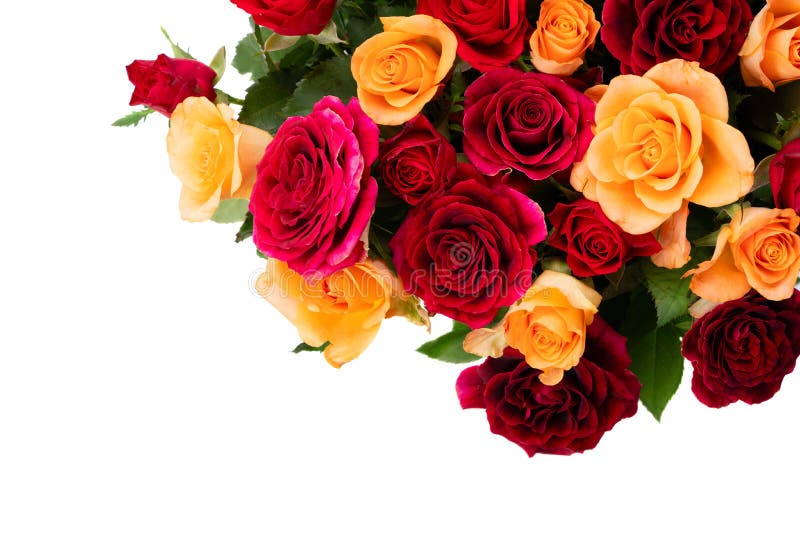 Orange and red roses stock image. Image of card, beautiful - 183200027