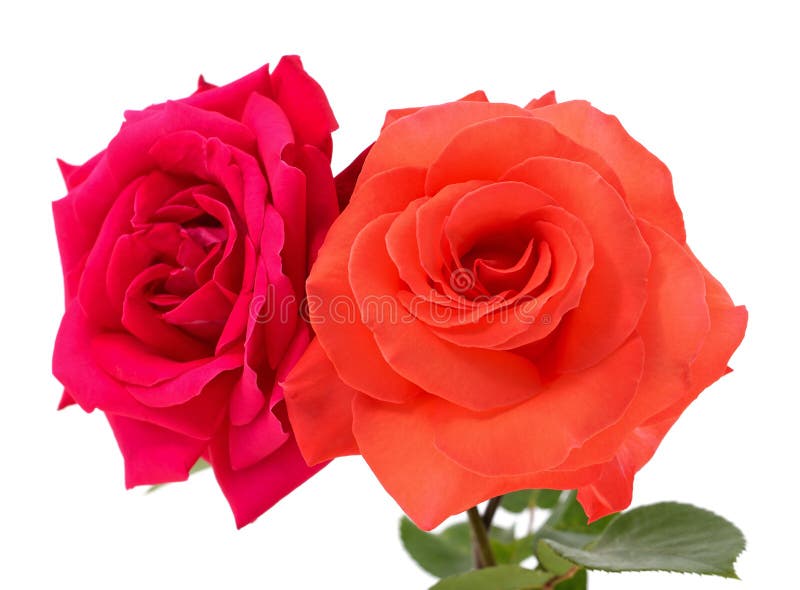 Orange and red roses stock image. Image of petal, fragility - 214556149
