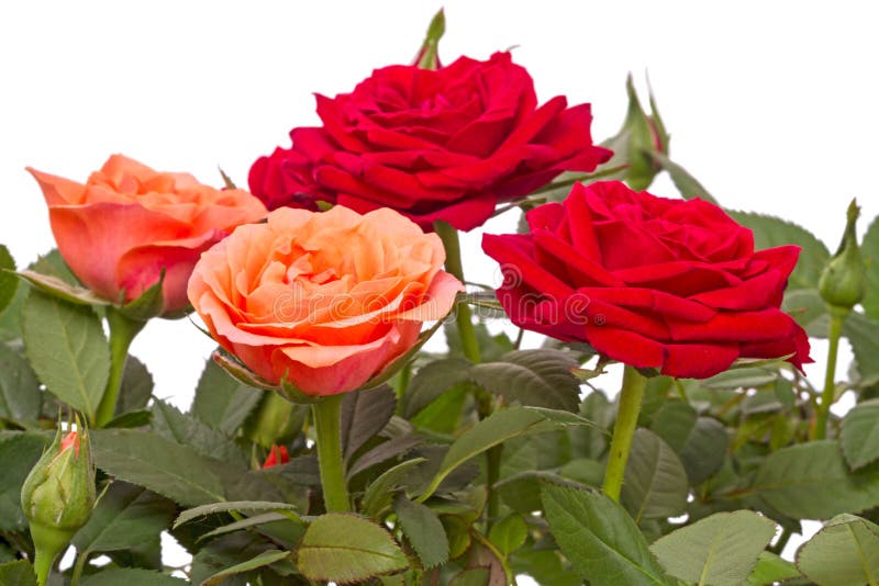 Orange and Red Roses on White Stock Image - Image of rose, plant: 56499843