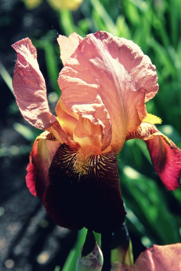 Orange Red Royal Iris Close Up Stock Image - Image of freshness ...
