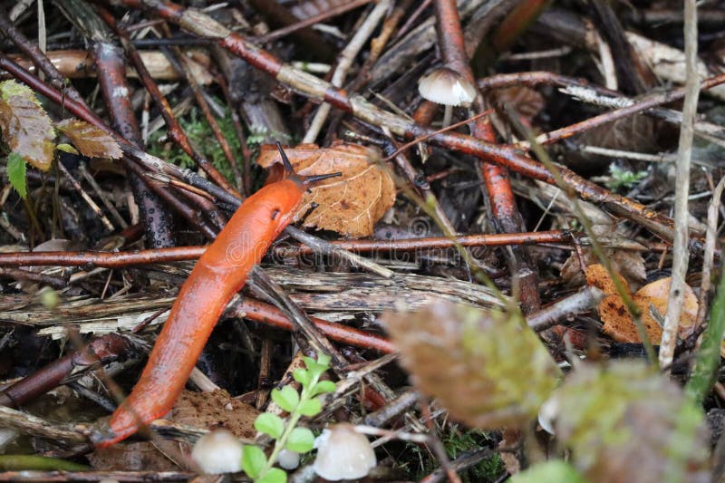 Red Slug in the Forest stock photo. Image of mushrooms - 339299970