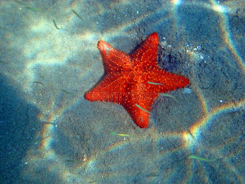 Orange-red Starfish at the Bottom of the Sea Stock Image - Image of ...