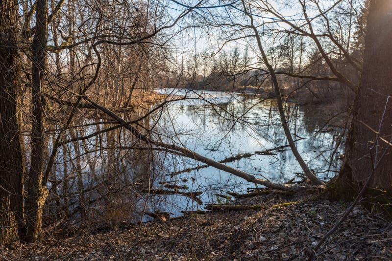 Orange Red Sunset in Winter in Woods Stock Photo - Image of woods ...