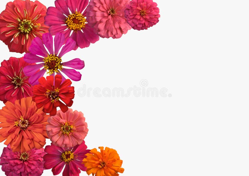 Orange Flower Border Stock Photos - Download 10,507 Royalty Free Photos