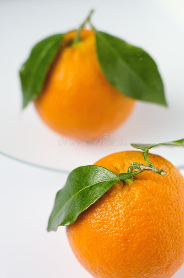 Orange reflection stock photo. Image of succulent, light - 28625824