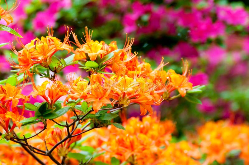 Orange Rhododendron stock photo. Image of closeup, leaf - 19578910