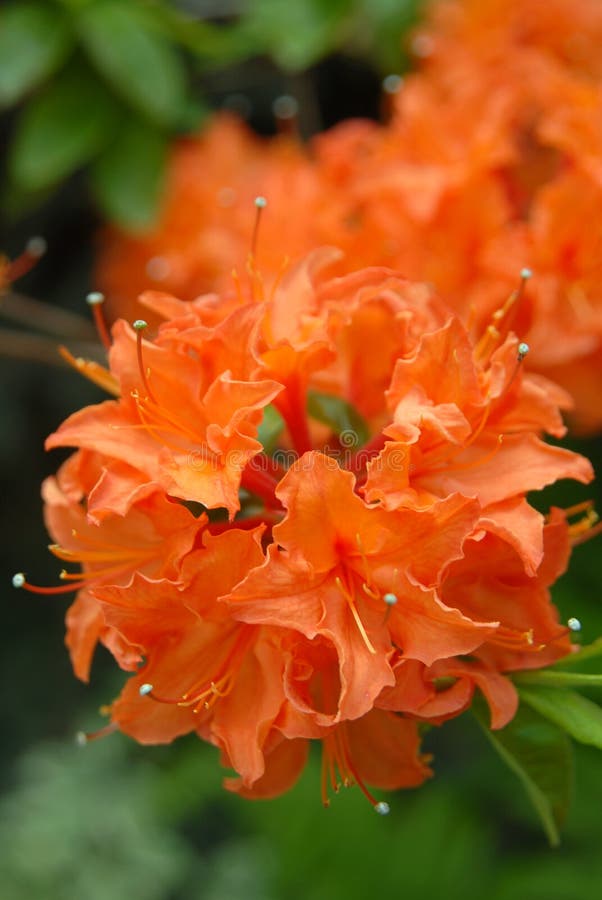 Orange rhododendron stock photo. Image of forest, bush - 11667450