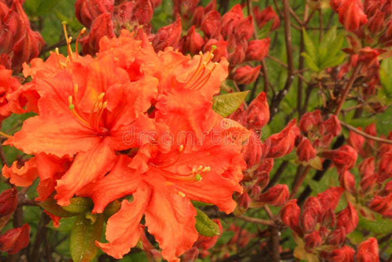 Orange Rhododendron stock image. Image of jersey, garden - 92212561