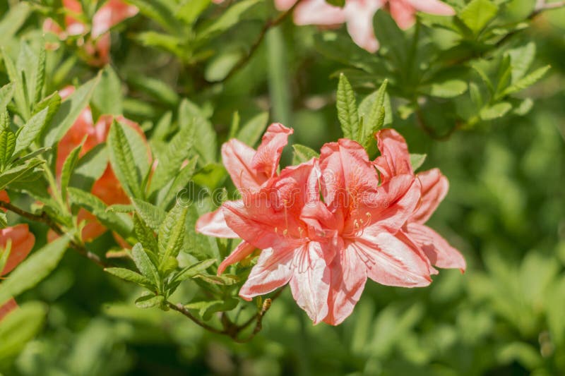 Orange Rhododendron. Evegreen Shrub Stock Image - Image of spring, tree ...