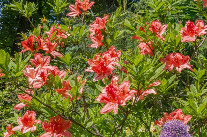 Orange Rhododendron. Evegreen Shrub Stock Image - Image of evergreen ...