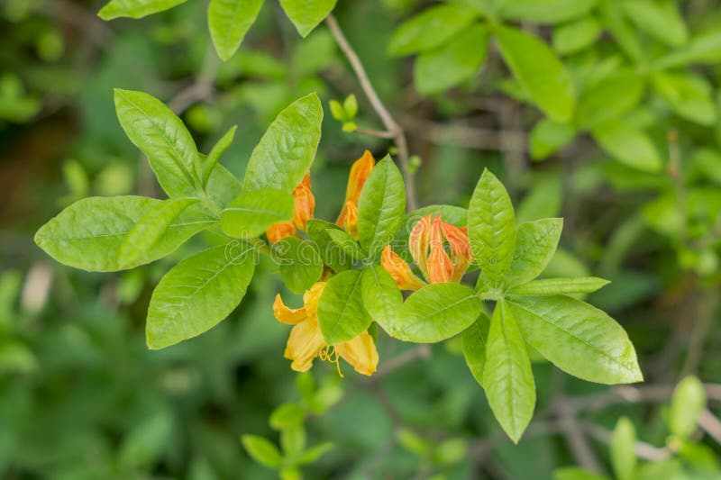 Orange Rhododendron. Evergreen Shrub Stock Photo - Image of shrub ...