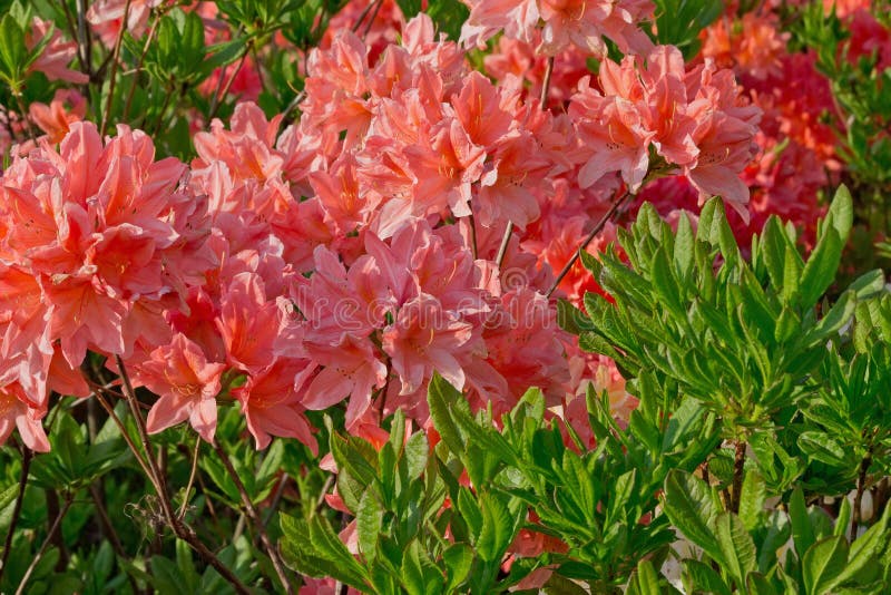 Orange Rhododendron Flowers Stock Photo - Image of flower, green: 104060092