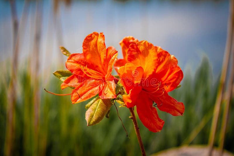 Orange and Red Rhododendrons Close Up Stock Image - Image of bloom ...