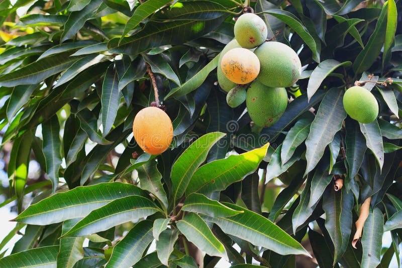 Orange Ripe and Bunch of Green Mango on Tree in Garden Stock Photo ...