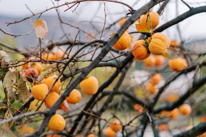 Orange Ripe Persimmon on Tree Branches without Leaves Stock Photo ...