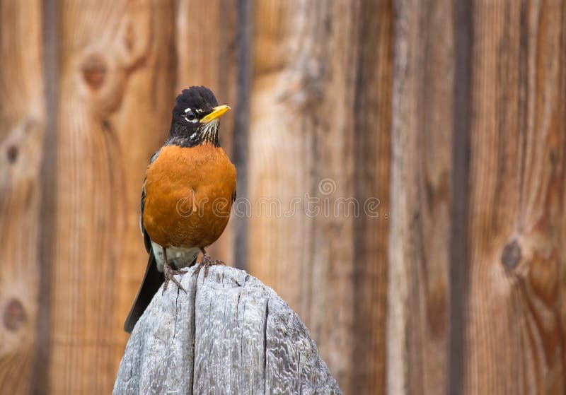 Orange Robin Bird Perched on Wood Post Stock Photo - Image of spring ...