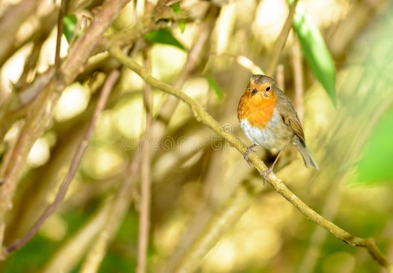 Orange Robin and Red Rowan Berries Stock Image - Image of beak, closeup ...