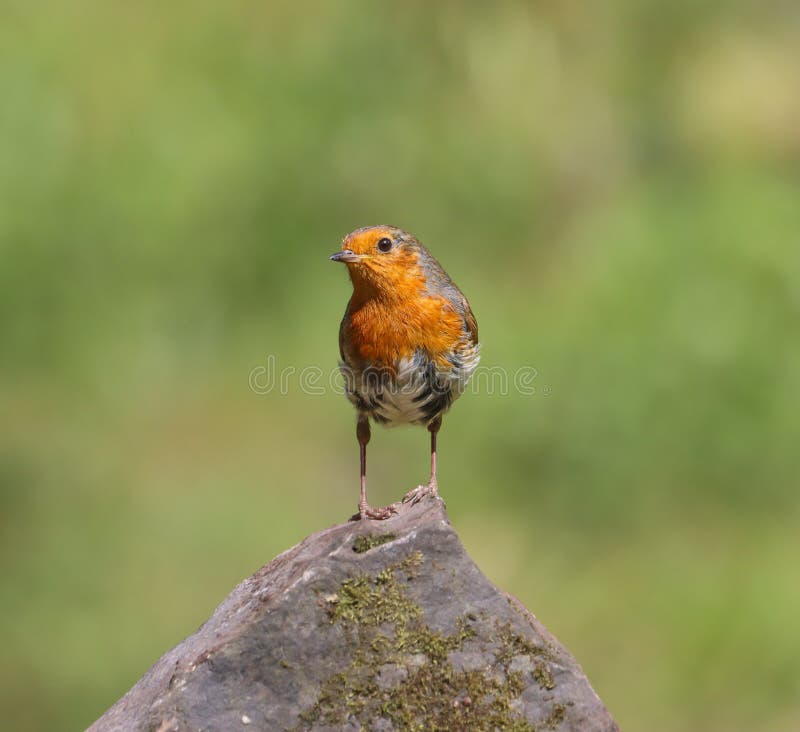 Robin Perched on Rock Gazes Left Stock Photo - Image of wing, cute ...