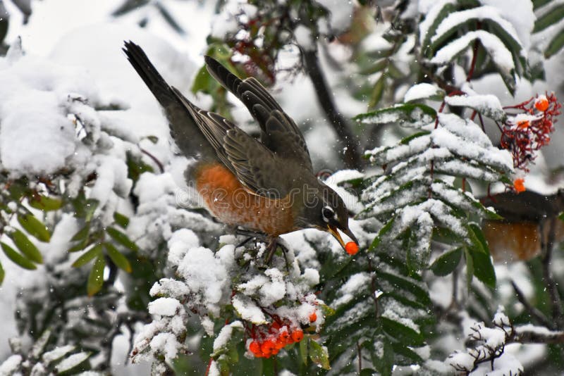 Orange Robin and Red Rowan Berries Stock Photo - Image of orange ...