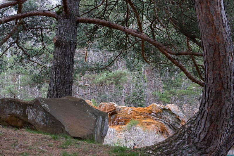 Orange Rock between the Trees. Stock Image - Image of plant, forest ...