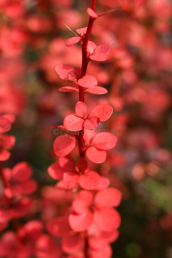 Orange Rocket Barberry , Berberis Thunbergii Orange Rocket Stock Photo ...