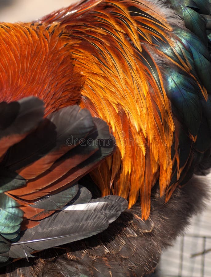 Orange rooster feathers stock image. Image of bright - 86387015
