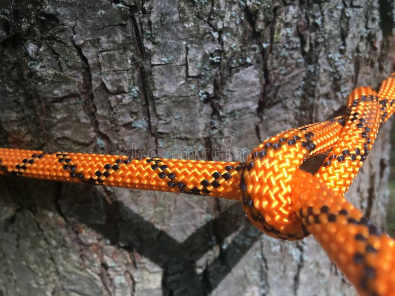 290 Tied Up To Tree Photos - Free & Royalty-Free Stock Photos from ...