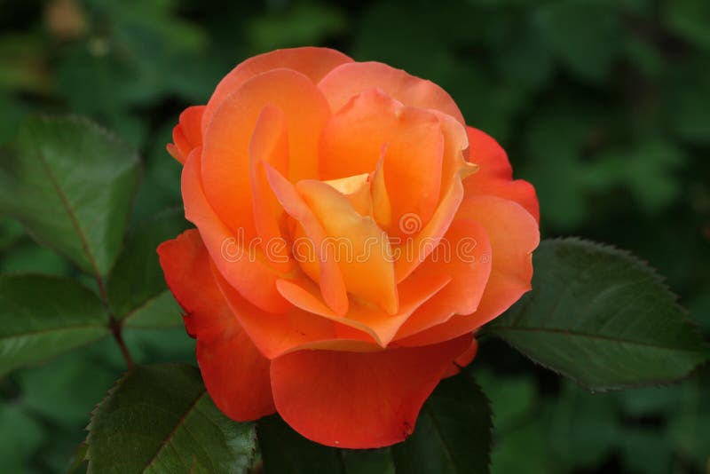 Orange rose stock image. Image of passion, blossom, romantic - 15350715