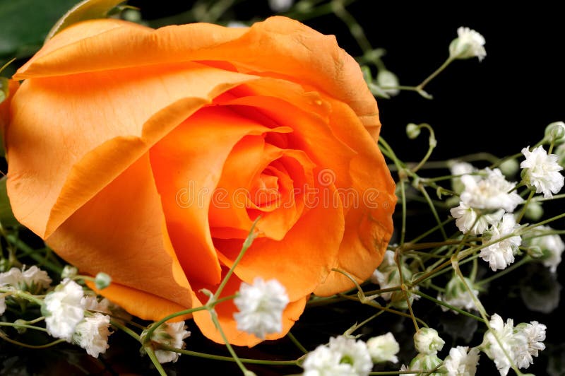 Orange Rose Background stock image. Image of vivid, petals - 80005