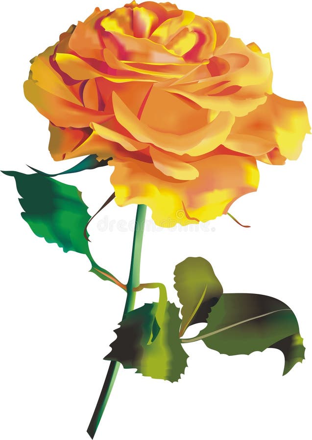 Orange rose. stock vector. Illustration of beauty, love - 817777