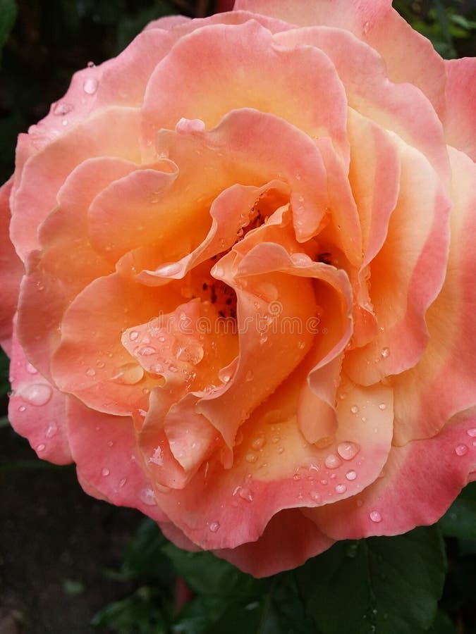 Orange rose editorial stock image. Image of flower, rose - 55485189