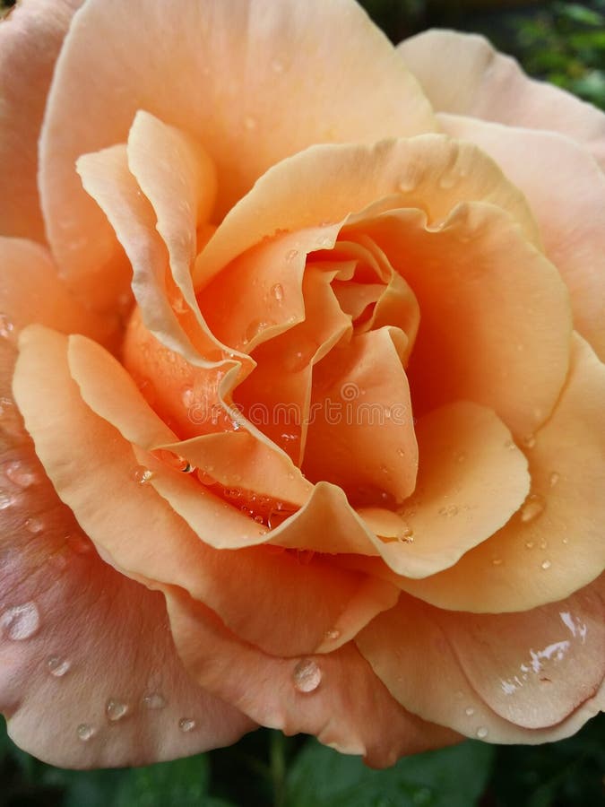 Orange rose editorial image. Image of plant, orange, beautiful - 55485190