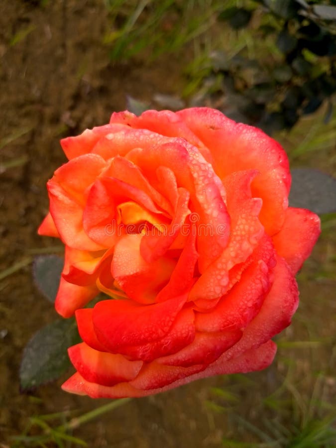 Orange Rose stock image. Image of nature, rose, flower - 138807691