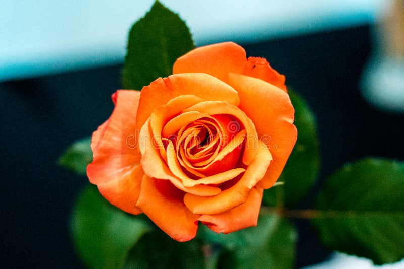 Orange Rose in Bloom at a Rose Show Stock Image - Image of hobby ...
