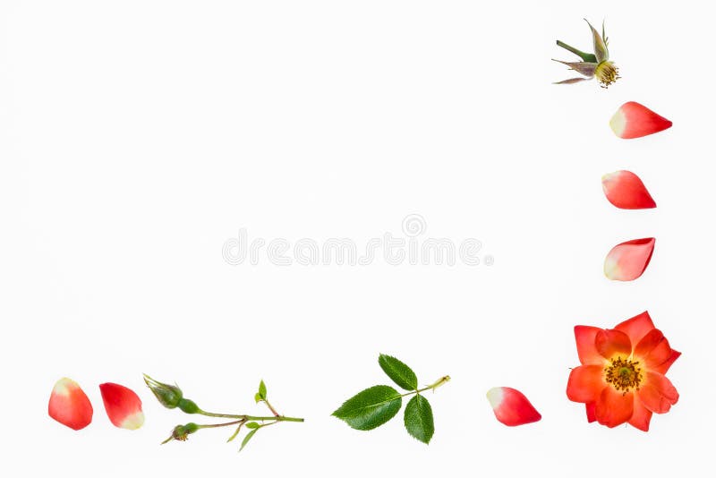 Orange Rose Border Frame Isolated on White Background Stock Image ...