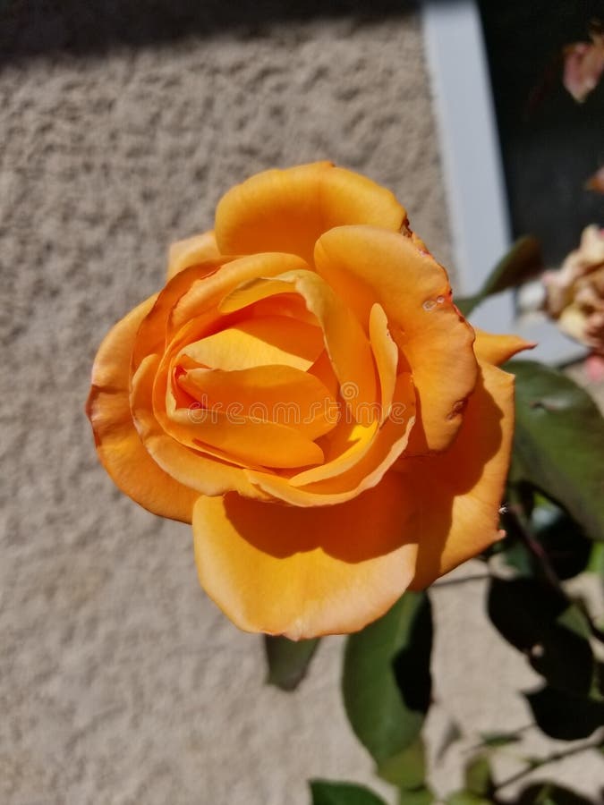 Orange rose stock photo. Image of green, rose, plant - 128729932
