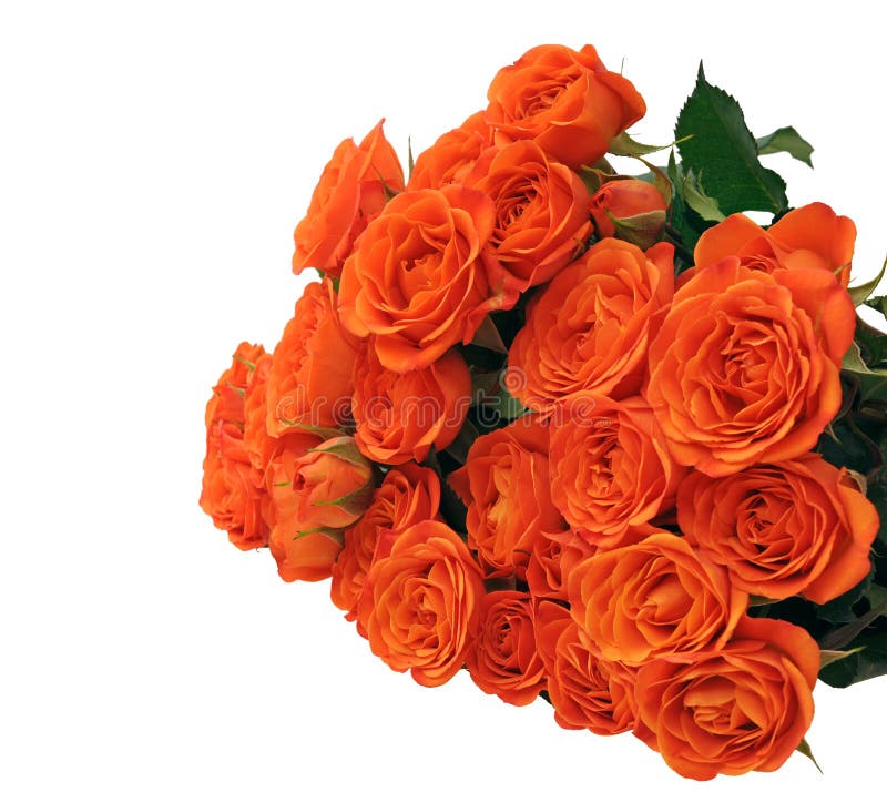 Orange rose stock image. Image of roses, color, elegant - 30780011