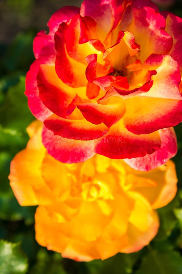 Orange Rose Bush in the Park Stock Image - Image of beauty, environment ...