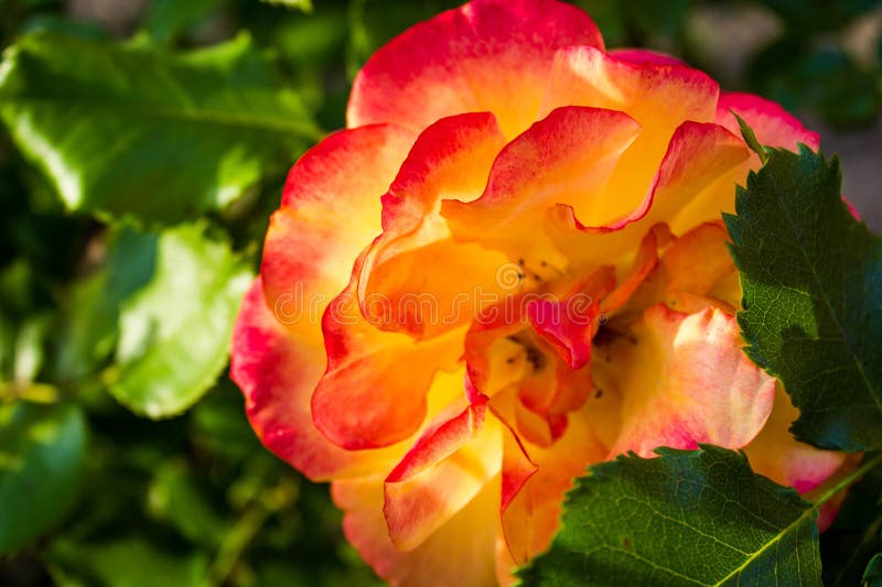 Orange Rose Bush in the Park Stock Photo - Image of petal, outdoor ...