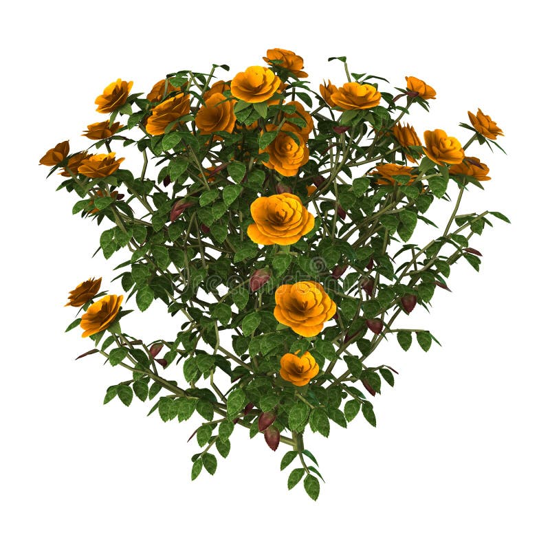 Orange Rose Bush on White stock photo. Image of blooming - 68372964