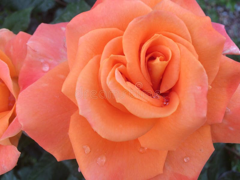 Orange rose stock photo. Image of beautiful, beauty, orange - 72834646