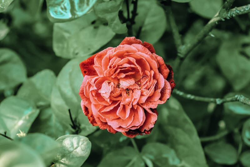 Orange Rose. Crossing Two Types of Roses, Producing Beautiful and ...